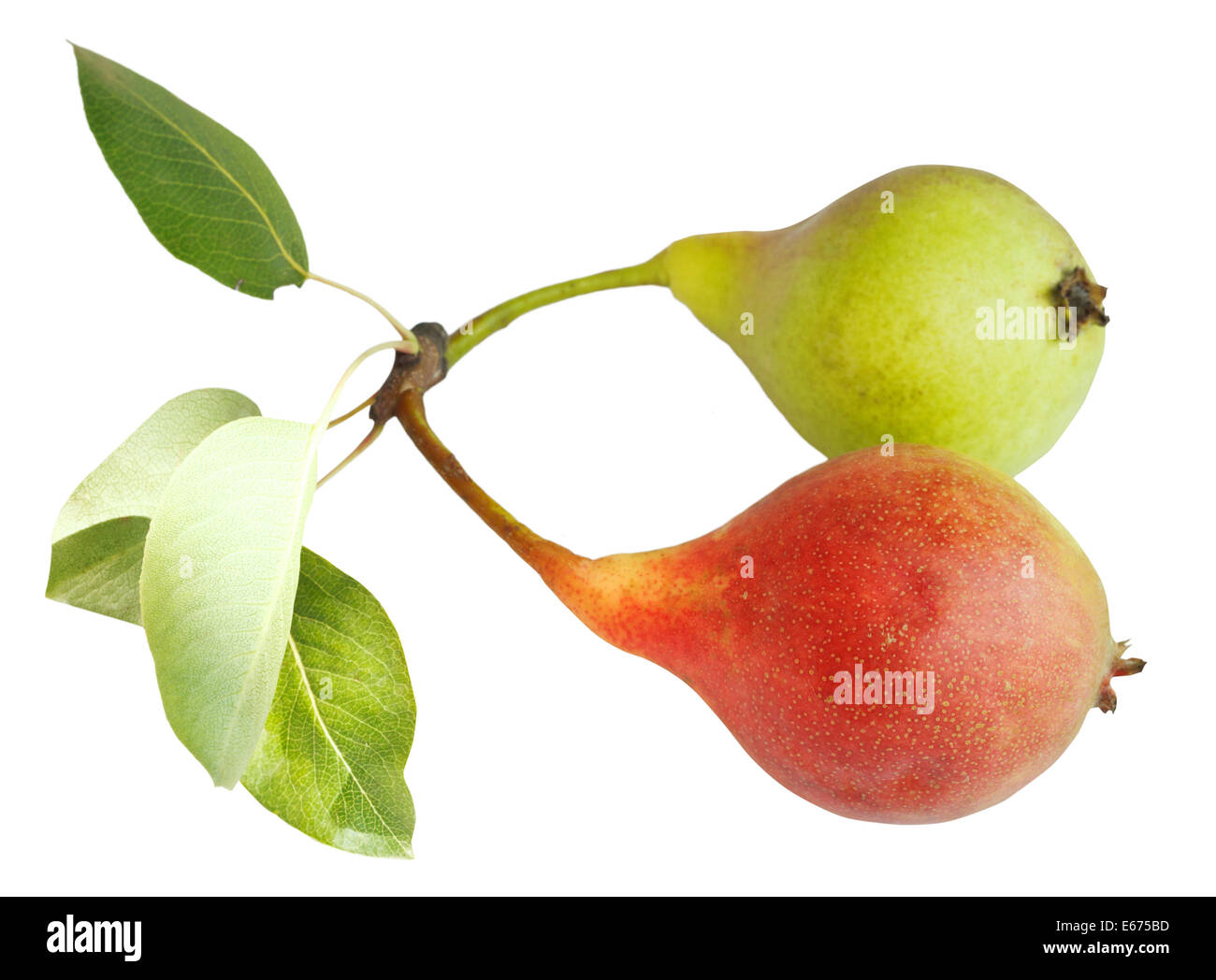 two ripe pear fruits isolated on white background Stock Photo - Alamy