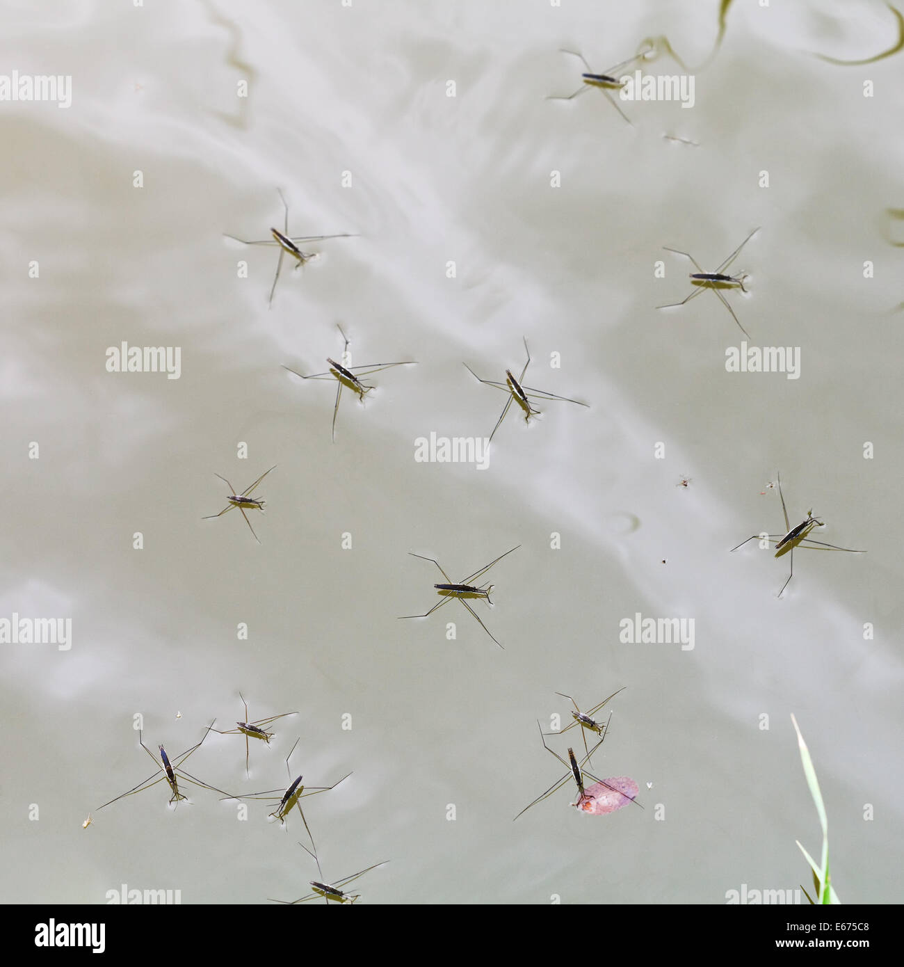 Mating water striders hi-res stock photography and images - Alamy