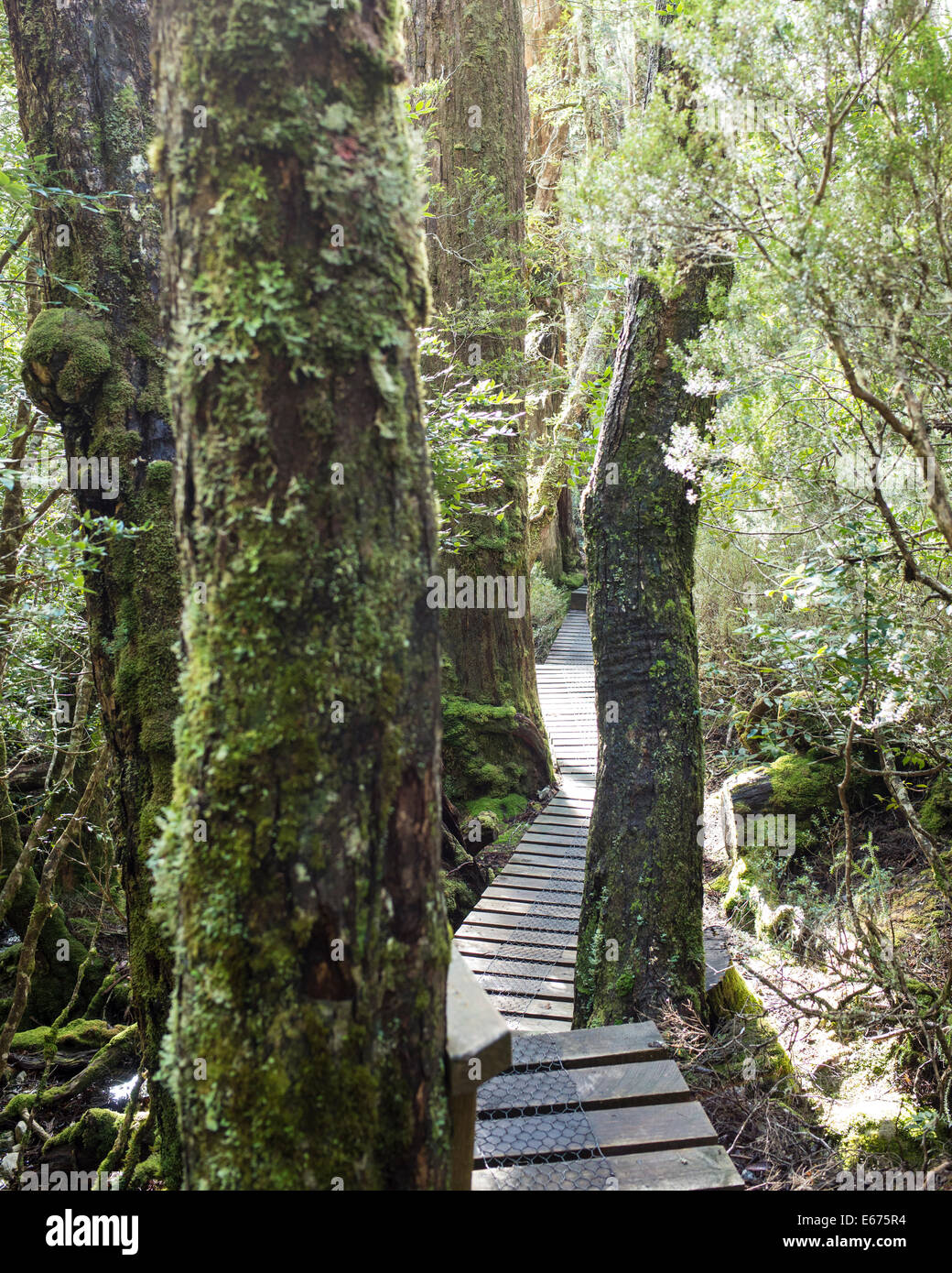 Rainforest track hi-res stock photography and images - Alamy