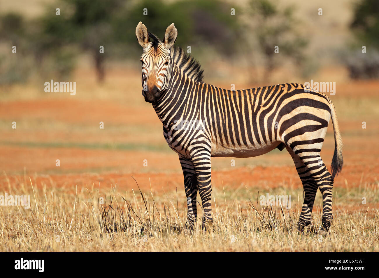 Hartmanns zebra equus zebra hartmannae hi-res stock photography and ...