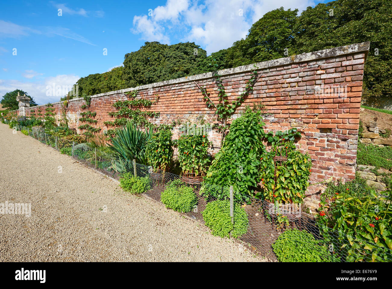 Fan trained espalier hi-res stock photography and images - Alamy