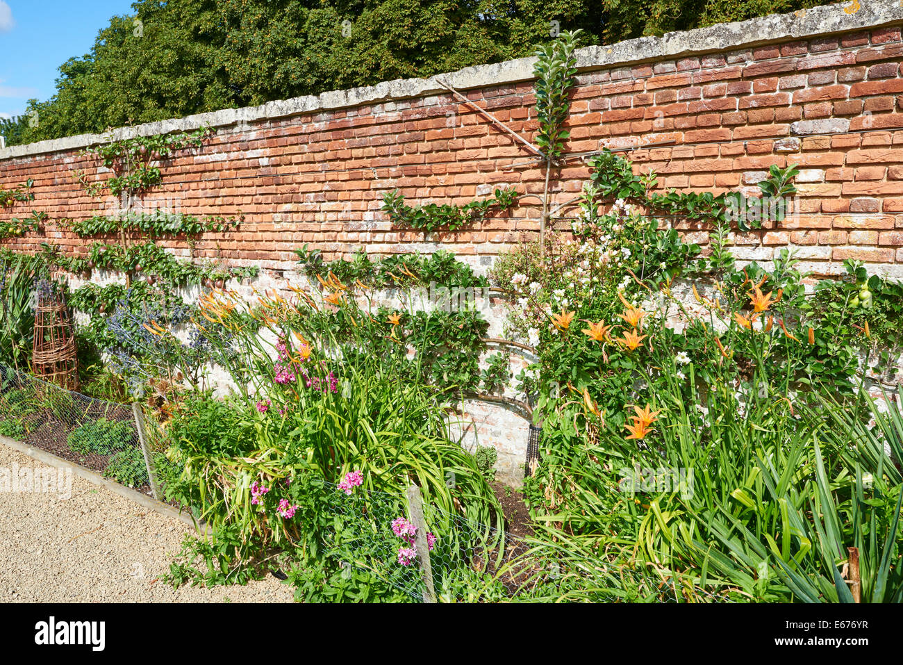Fan trained espalier hi-res stock photography and images - Alamy