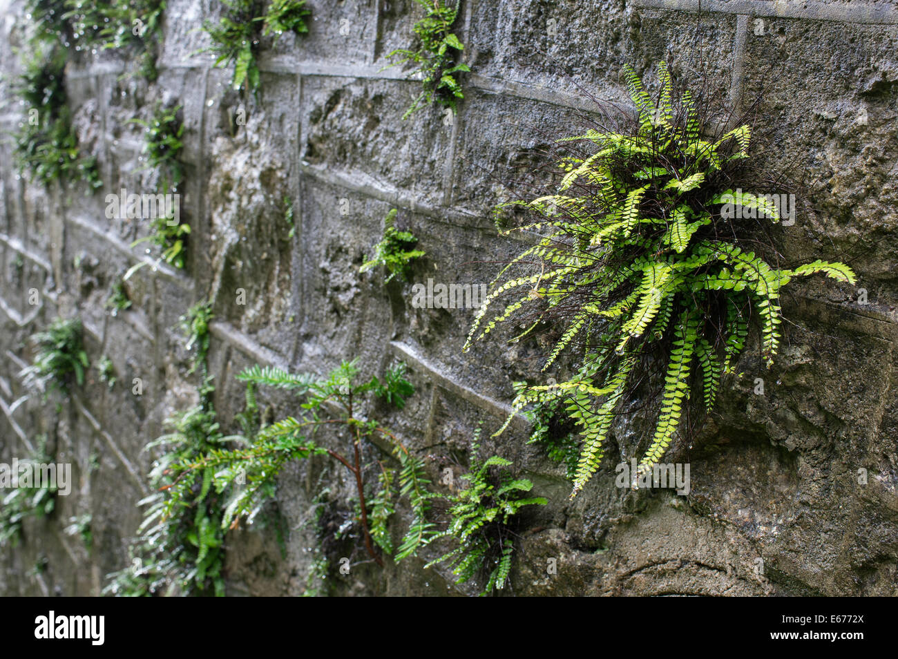 Wall fern gardening hi-res stock photography and images - Alamy
