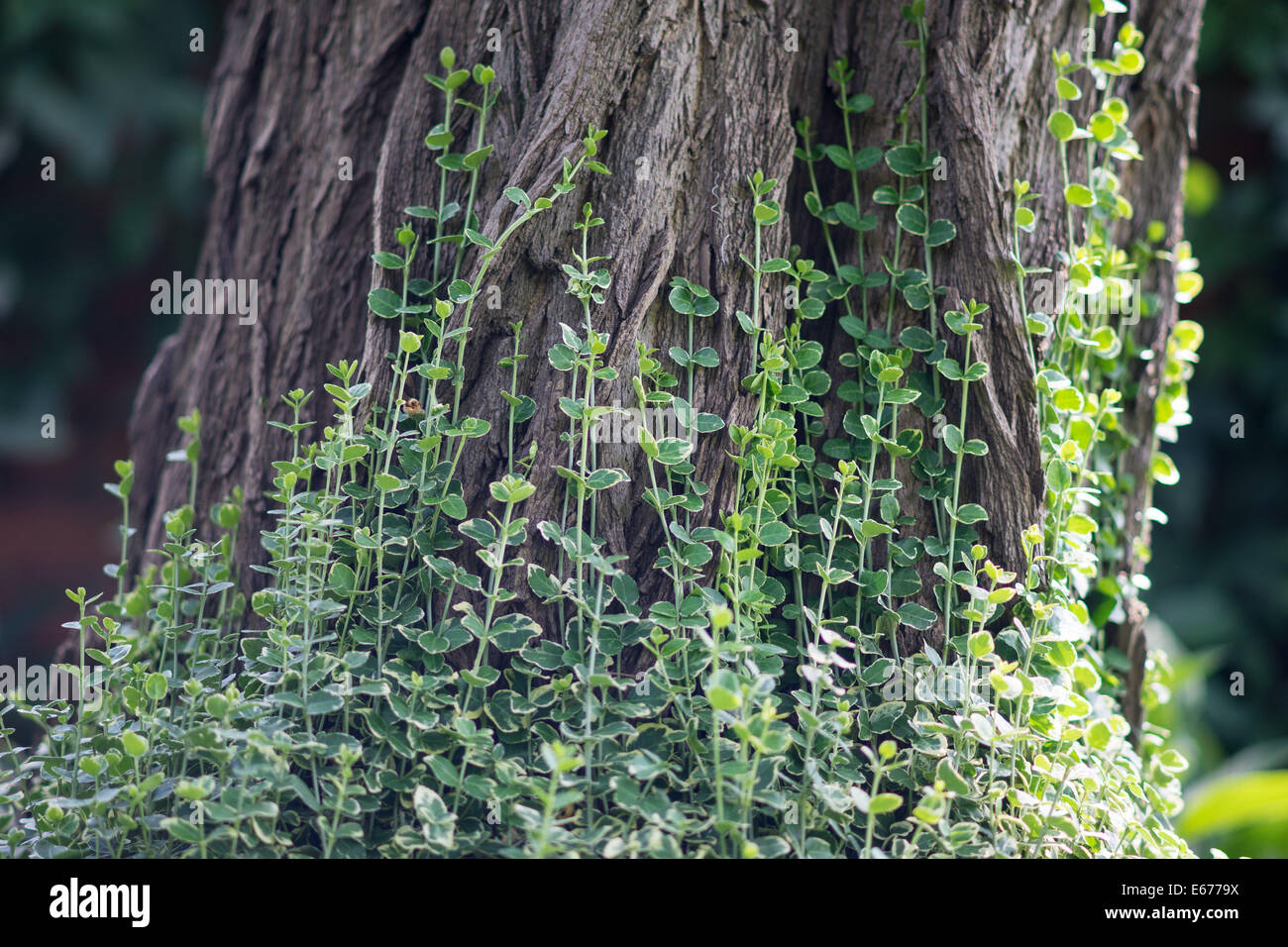 Creeper tree trunk hi-res stock photography and images - Alamy