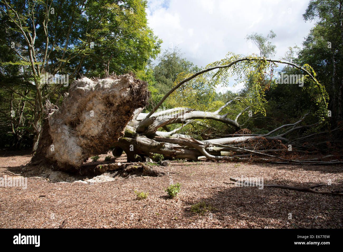 Fallen tree in English woodland showing the rootball Beech tree Fagus ...