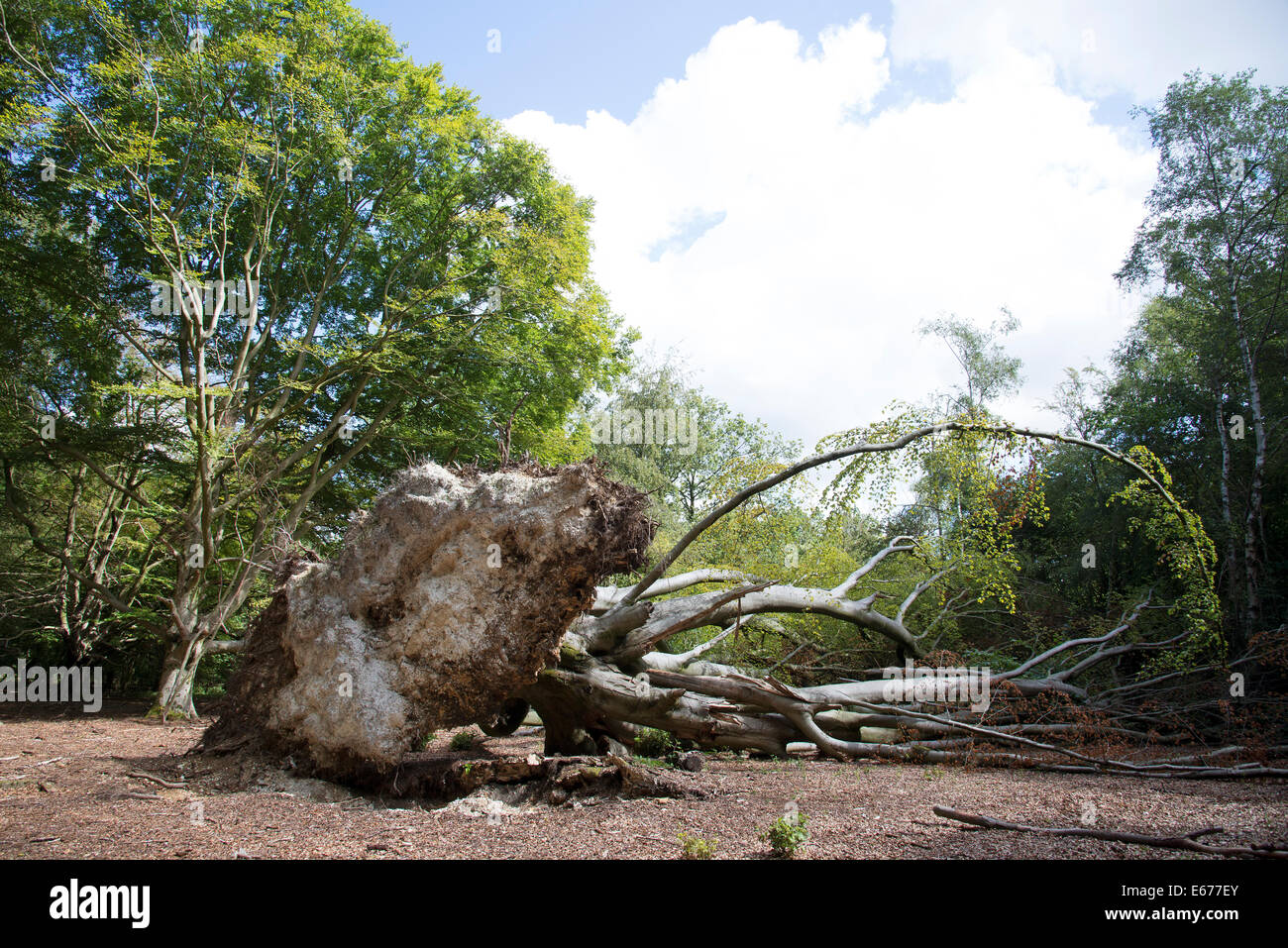 Fallen tree in English woodland showing the rootball Beech tree Fagus ...