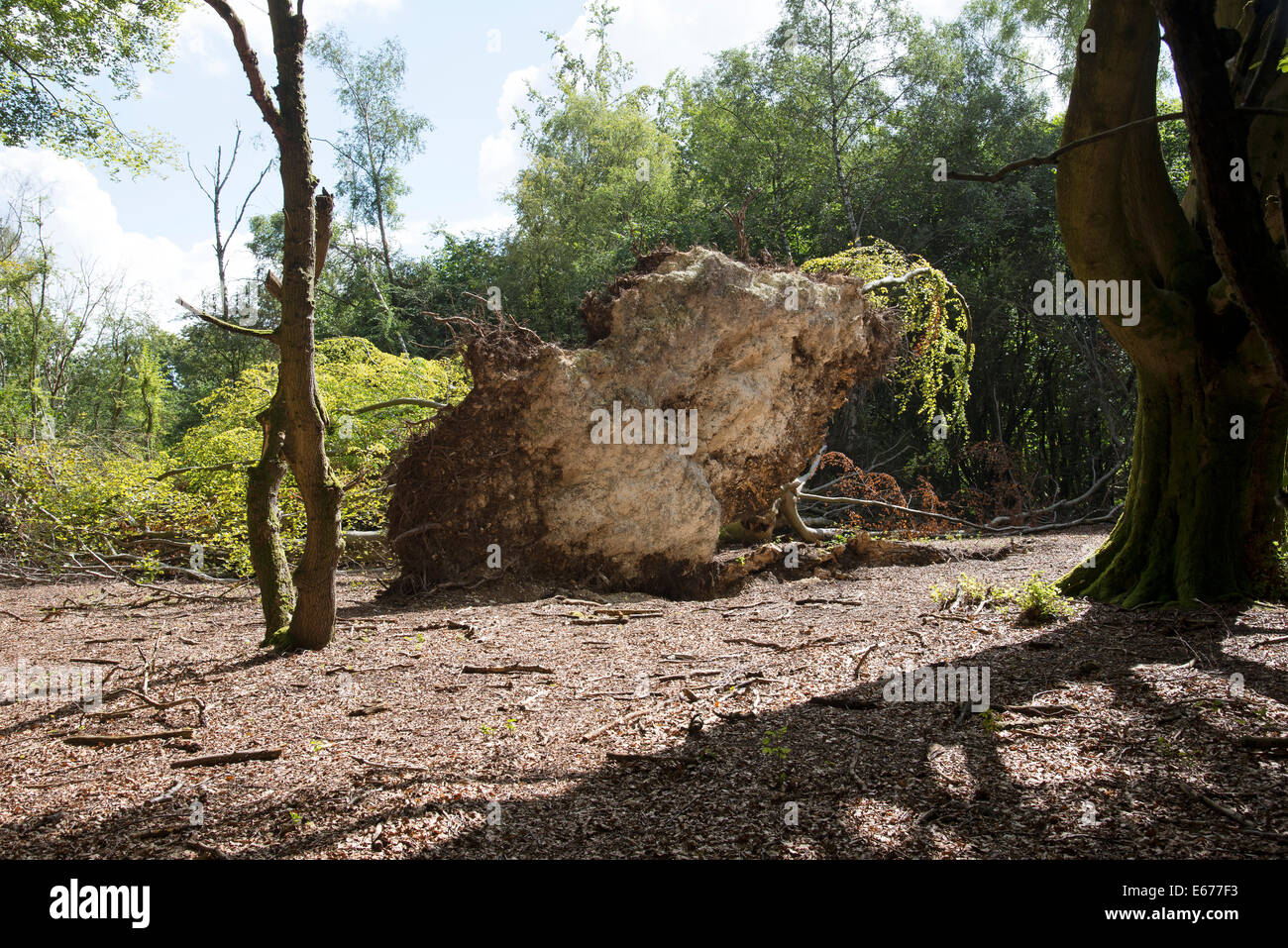 Fallen tree in English woodland showing the rootball Beech tree Fagus ...