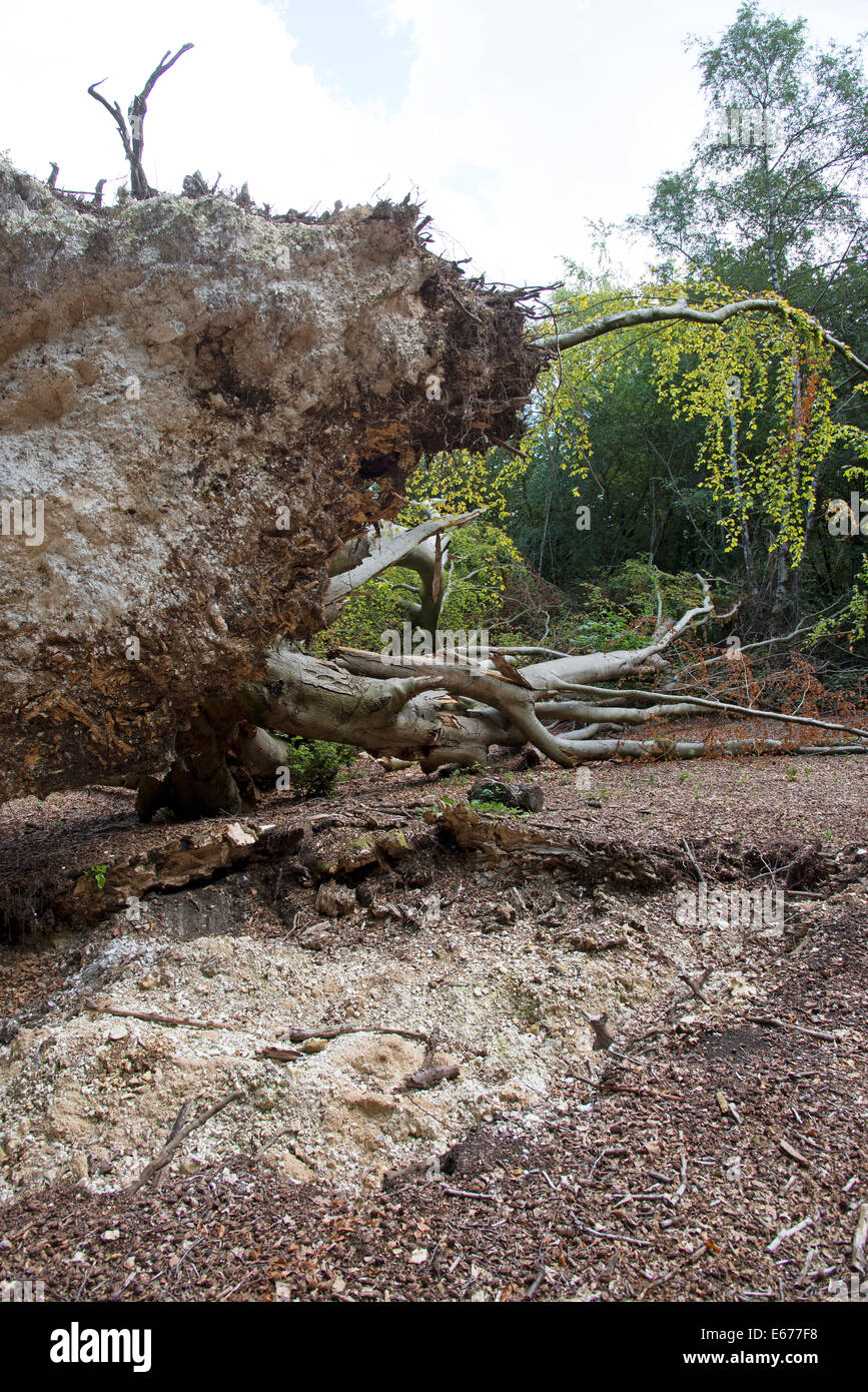 Fallen tree in English woodland showing the rootball Beech tree Fagus ...