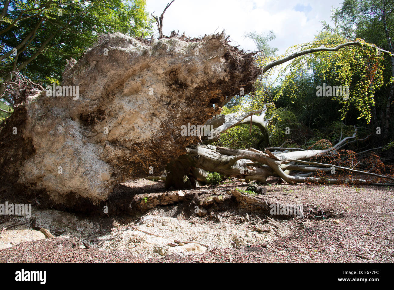 Fallen tree in English woodland showing the rootball Beech tree Fagus ...