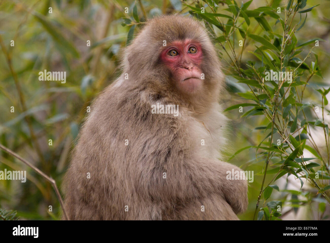 Asian macaques hi-res stock photography and images - Alamy