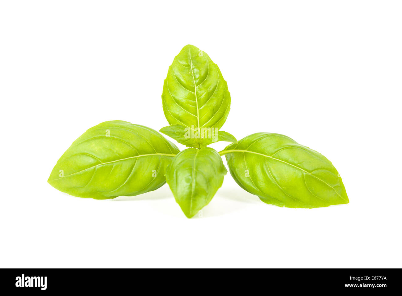 basil isolated on white background Stock Photo - Alamy