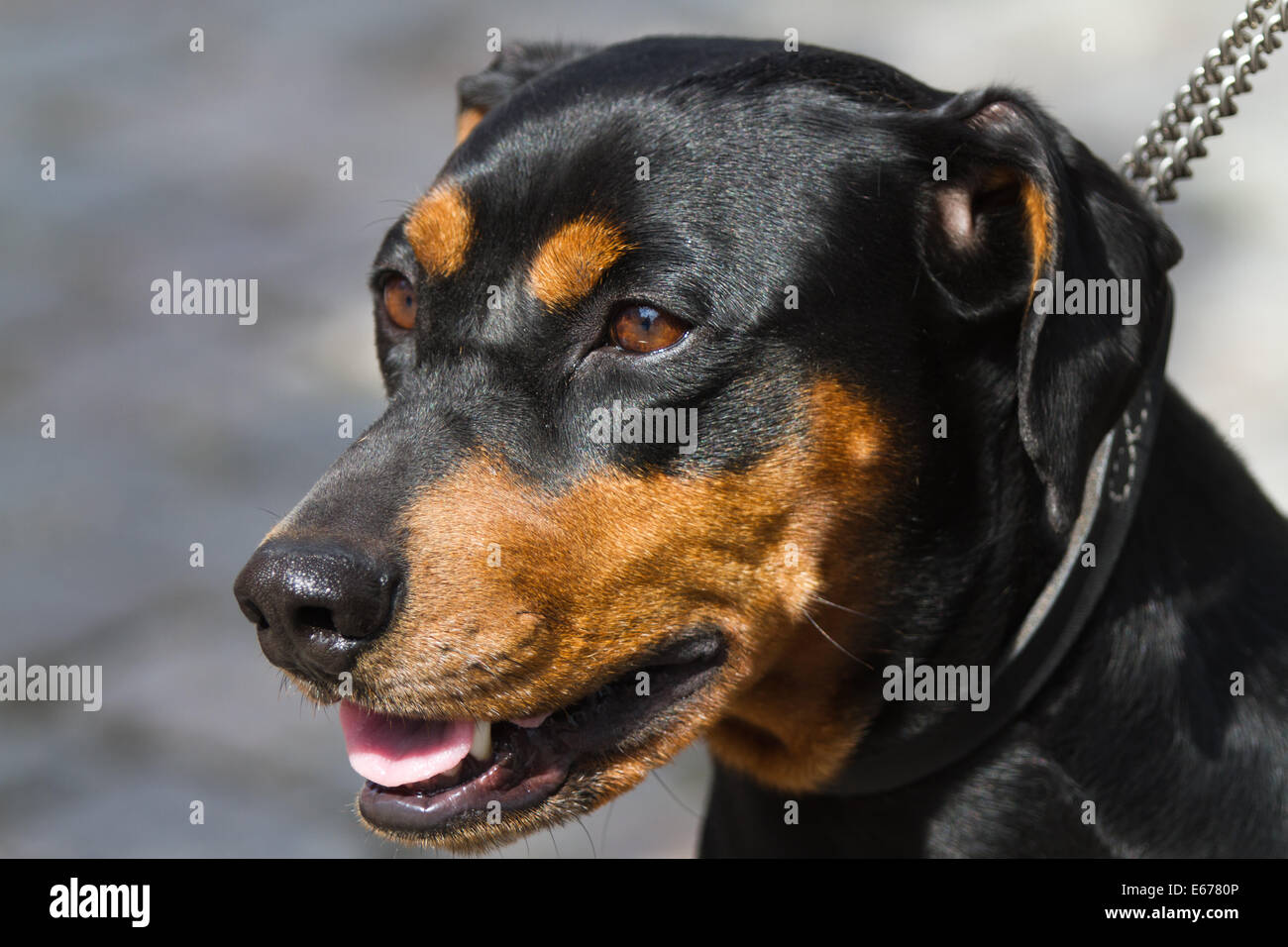 Head of a Rottweiler dog Stock Photo - Alamy