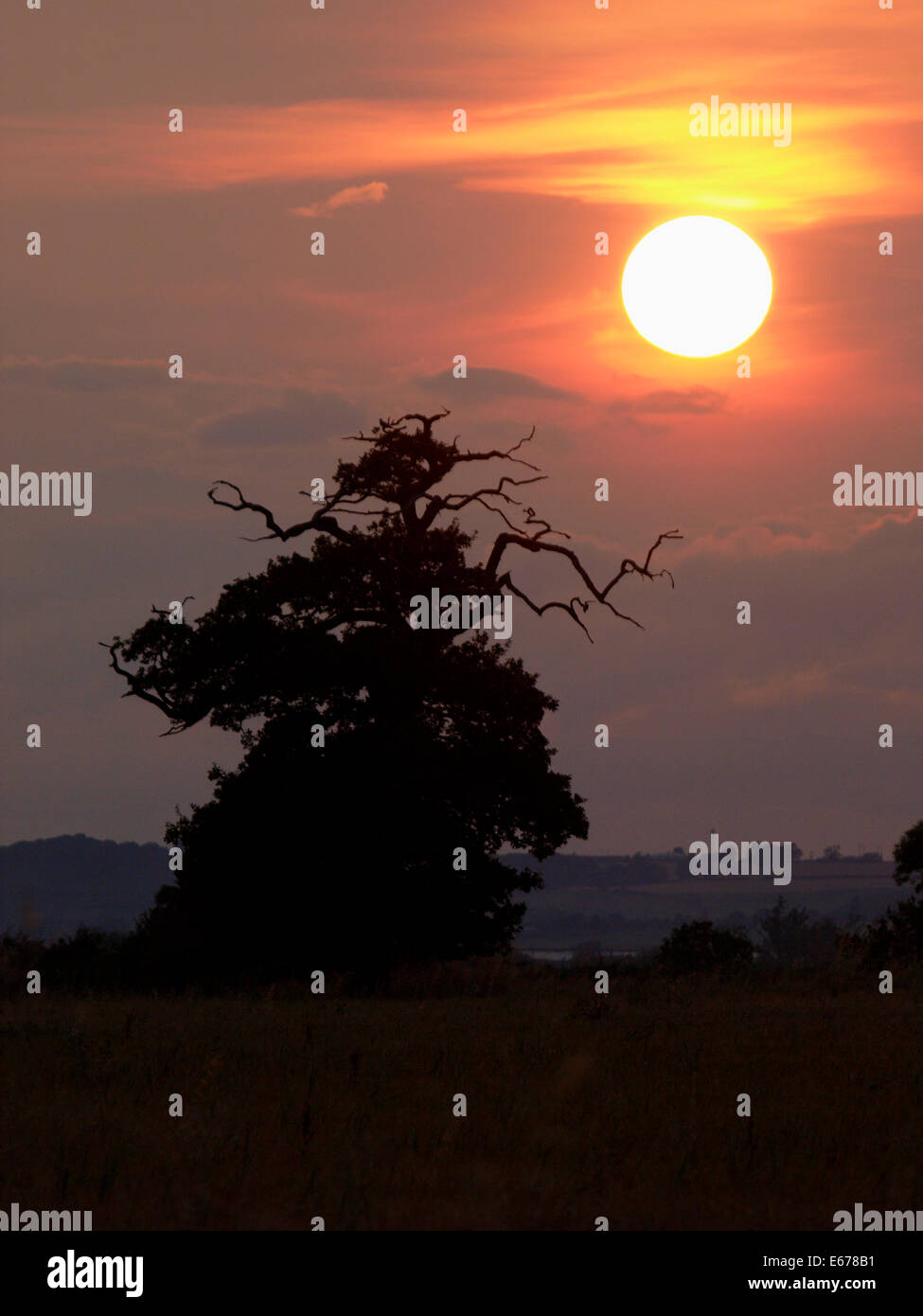 Sunset behind an old Oak tree, UK Stock Photo - Alamy