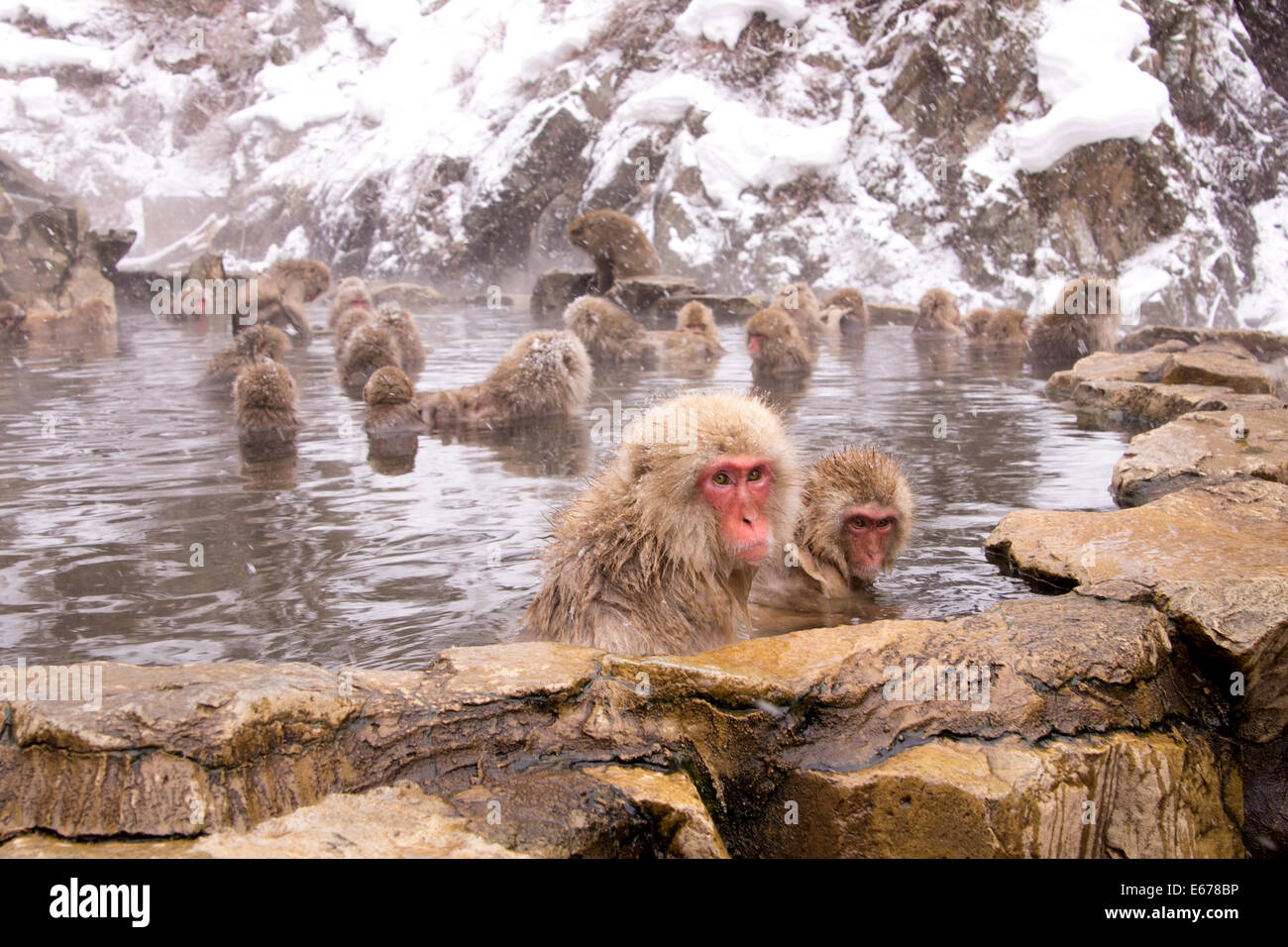 Japanese Macaques High Resolution Stock Photography and Images - Alamy