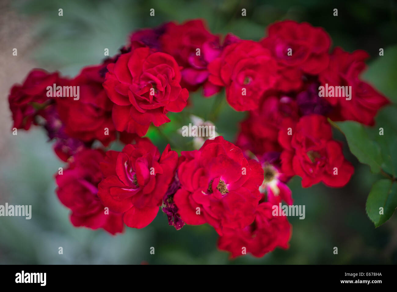 Bunch of purple roses Stock Photo - Alamy