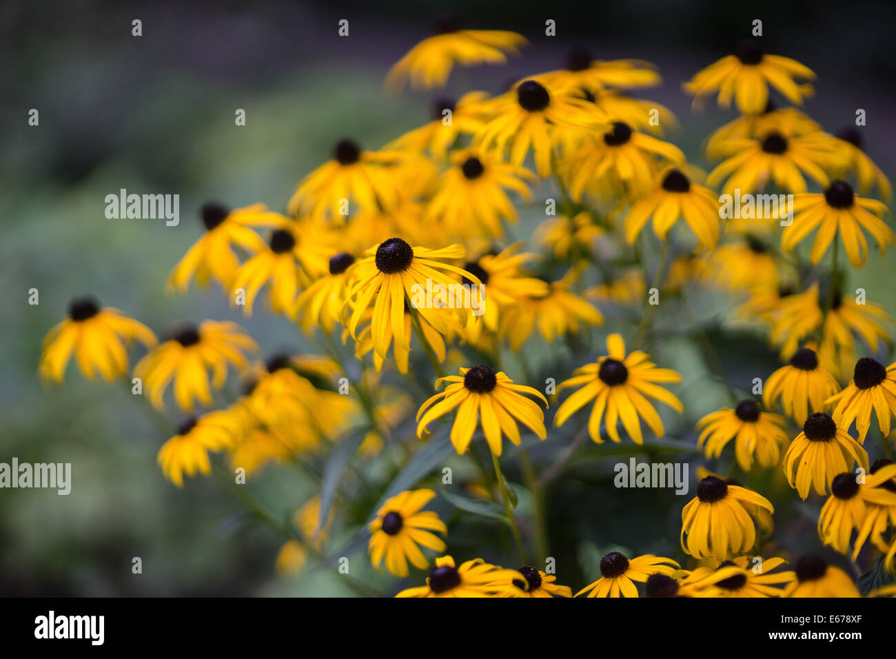Blooming yellow flowers rudbeckia hi-res stock photography and images ...