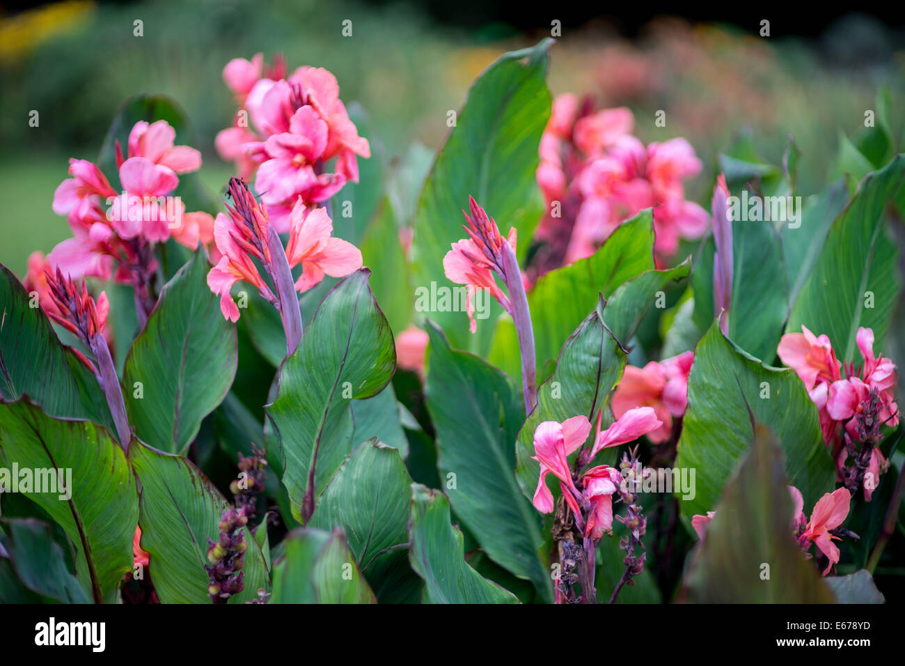 Canna lily hi-res stock photography and images - Alamy