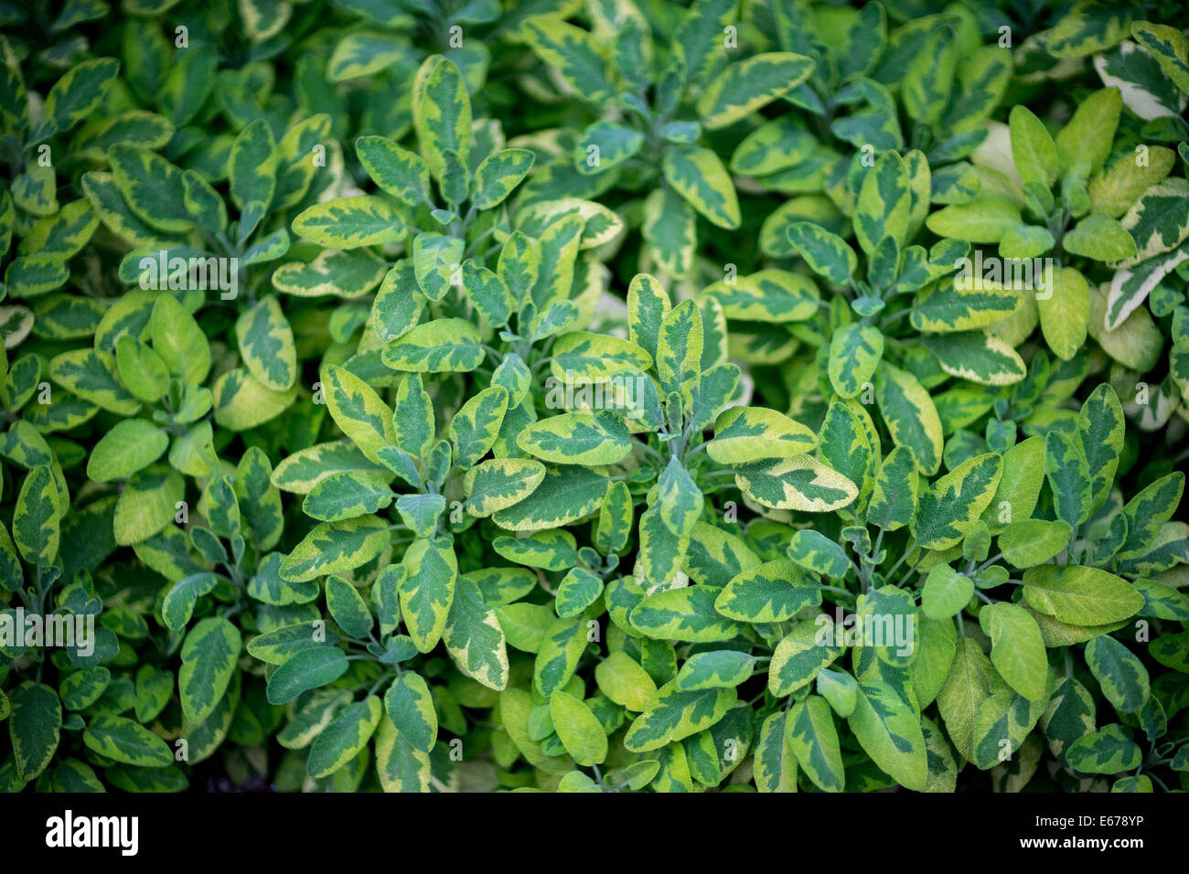 Sage leaves hi-res stock photography and images - Alamy