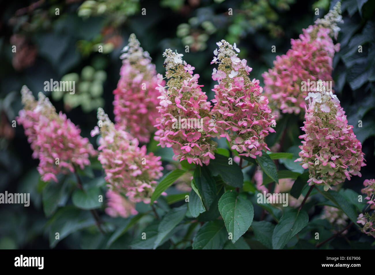 Pink and white hydrangea blossom Stock Photo - Alamy