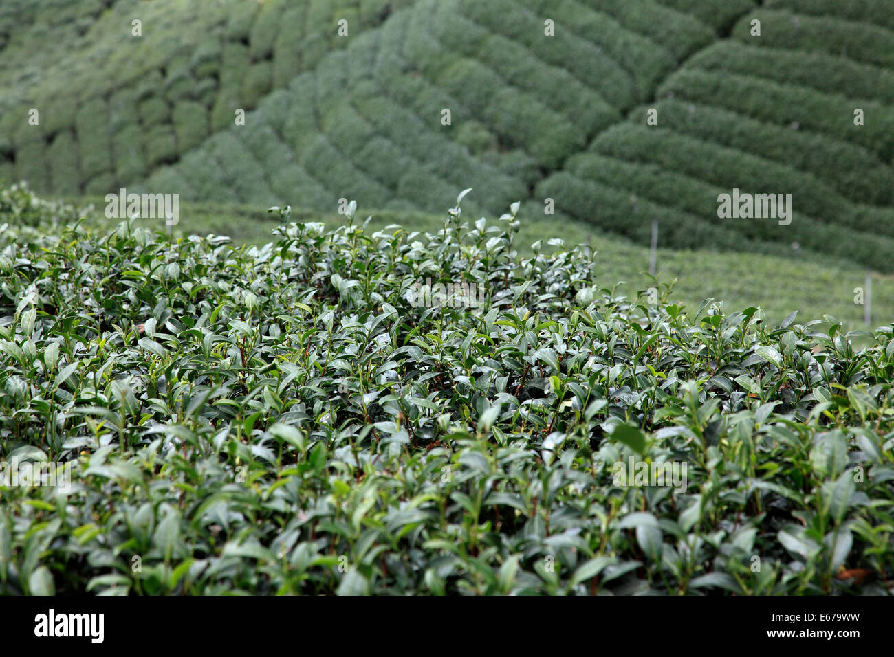 TEA FARM, ALISHAN, SOUTHERN TAIWAN Stock Photo - Alamy