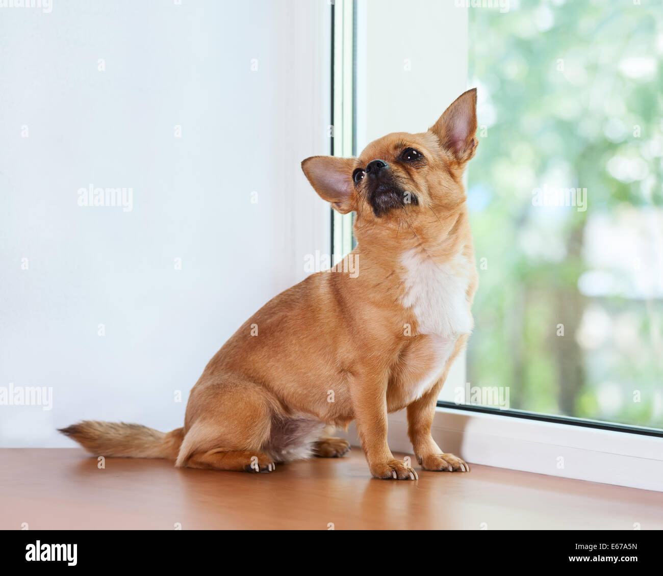Sill puppy hi-res stock photography and images - Alamy