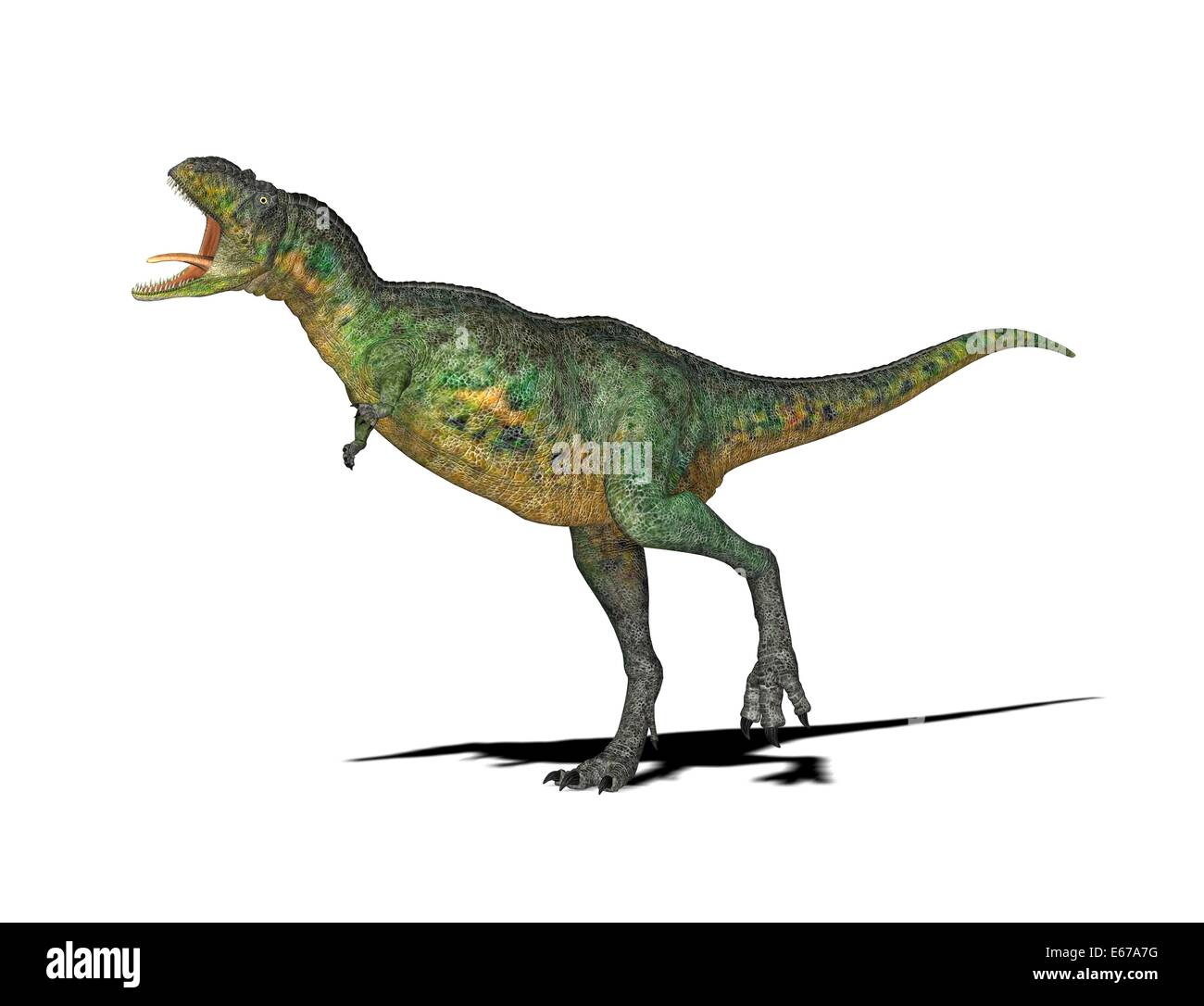 Dinosaurier Aucasaurus / dinosaur Aucasaurus Stock Photo - Alamy