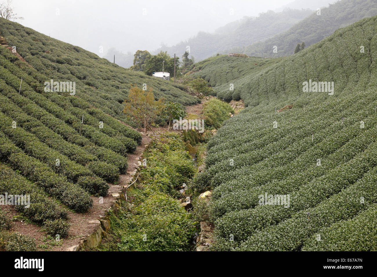 TEA FARM, ALISHAN, SOUTHERN TAIWAN Stock Photo - Alamy
