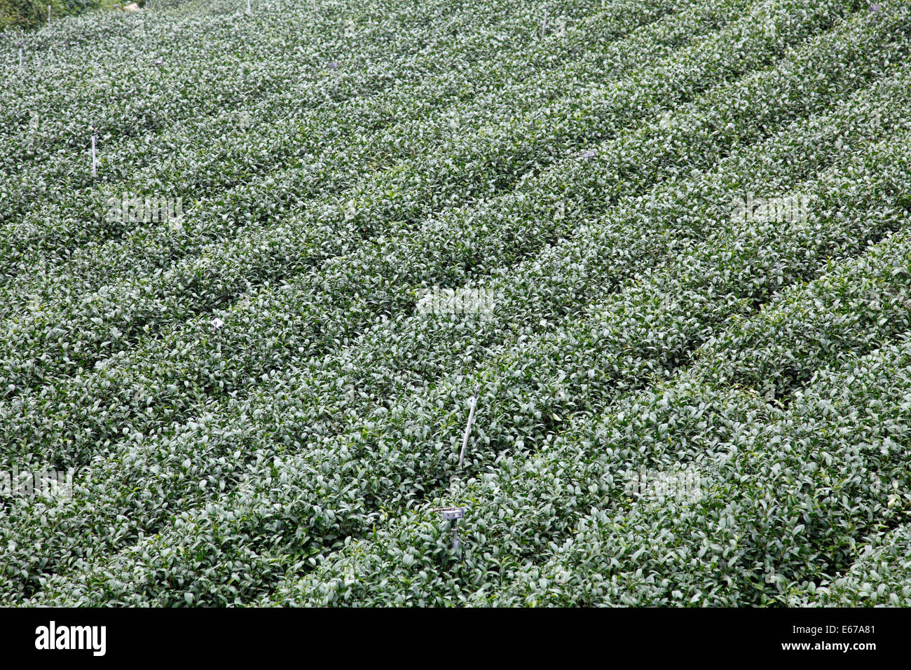 TEA FARM, ALISHAN, SOUTHERN TAIWAN Stock Photo - Alamy