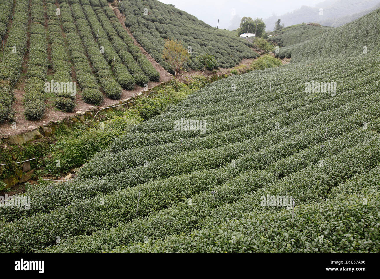 TEA FARM, ALISHAN, SOUTHERN TAIWAN Stock Photo - Alamy