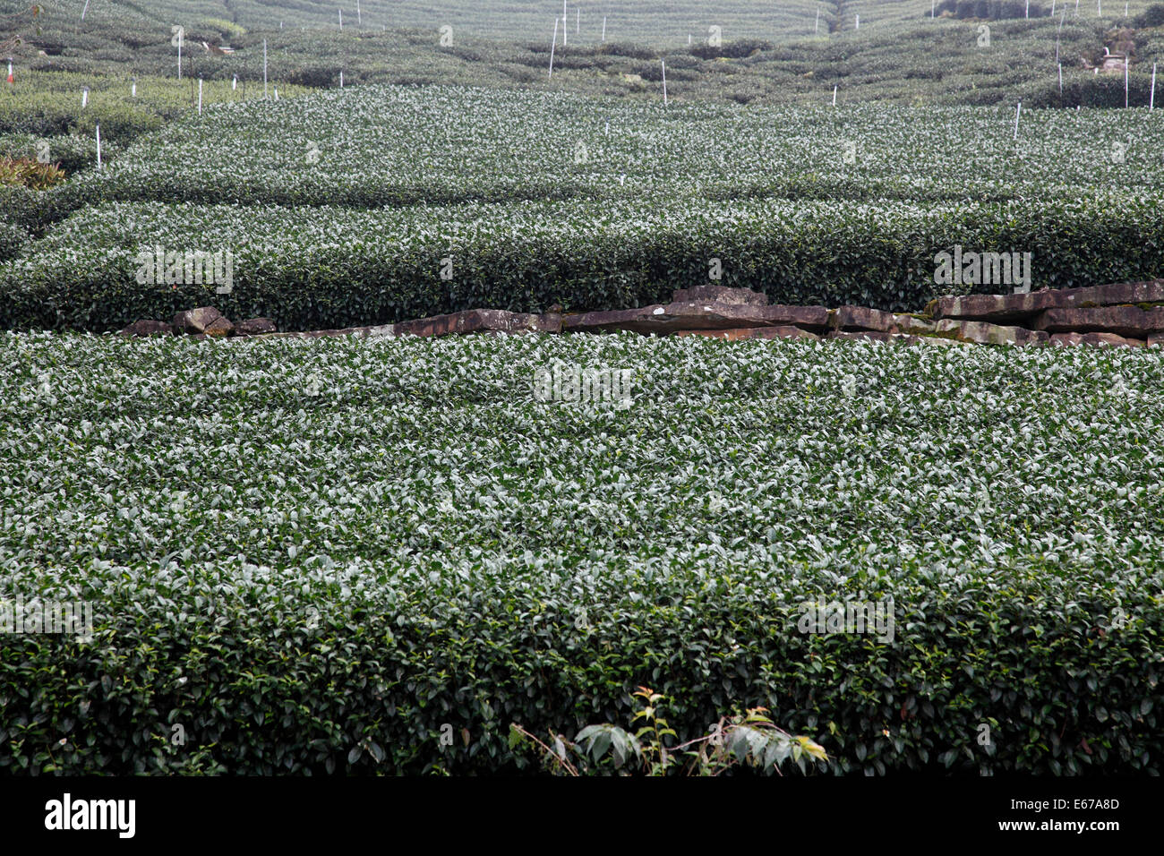 TEA FARM, ALISHAN, SOUTHERN TAIWAN Stock Photo - Alamy