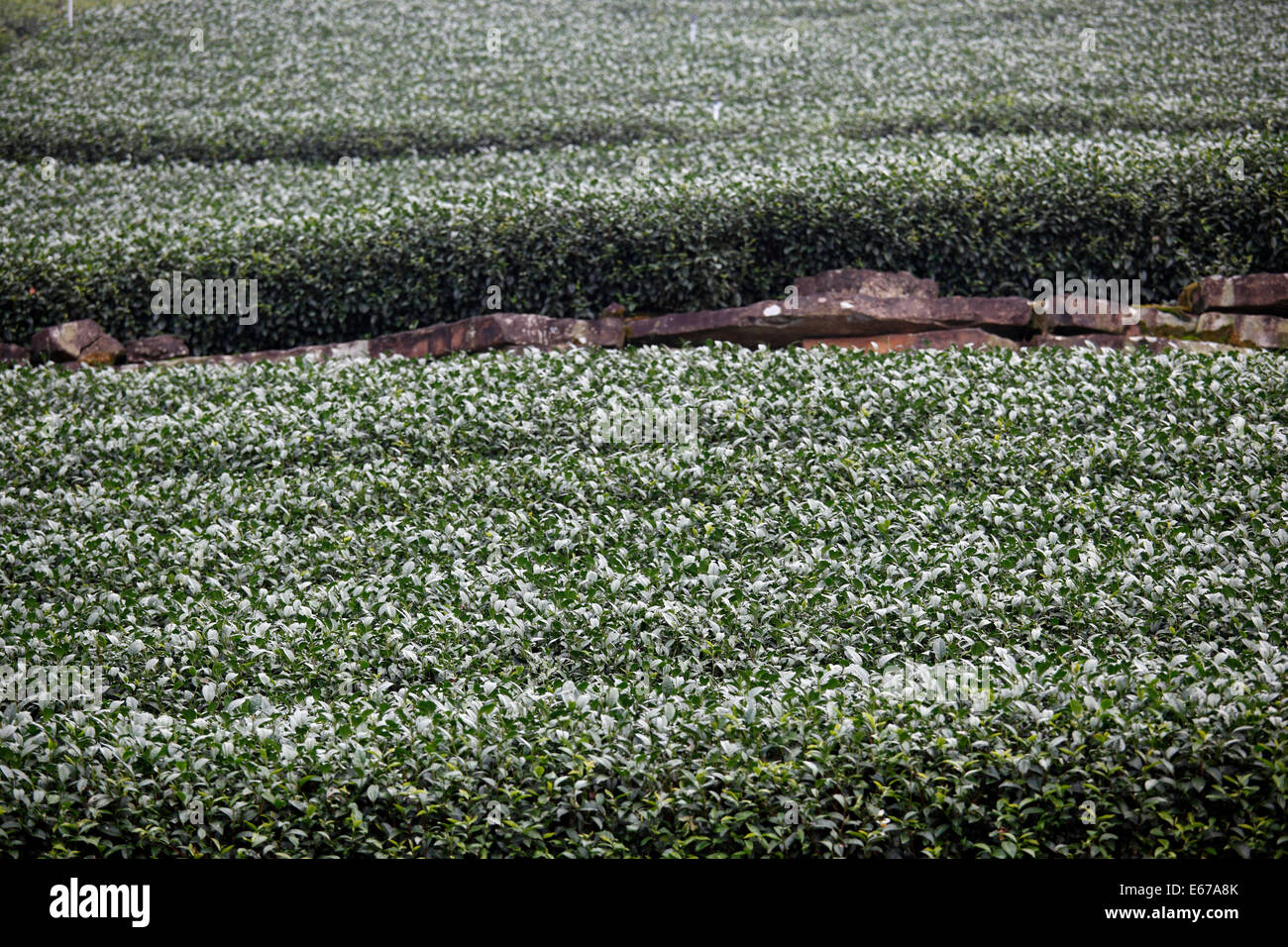 TEA FARM, ALISHAN, SOUTHERN TAIWAN Stock Photo - Alamy