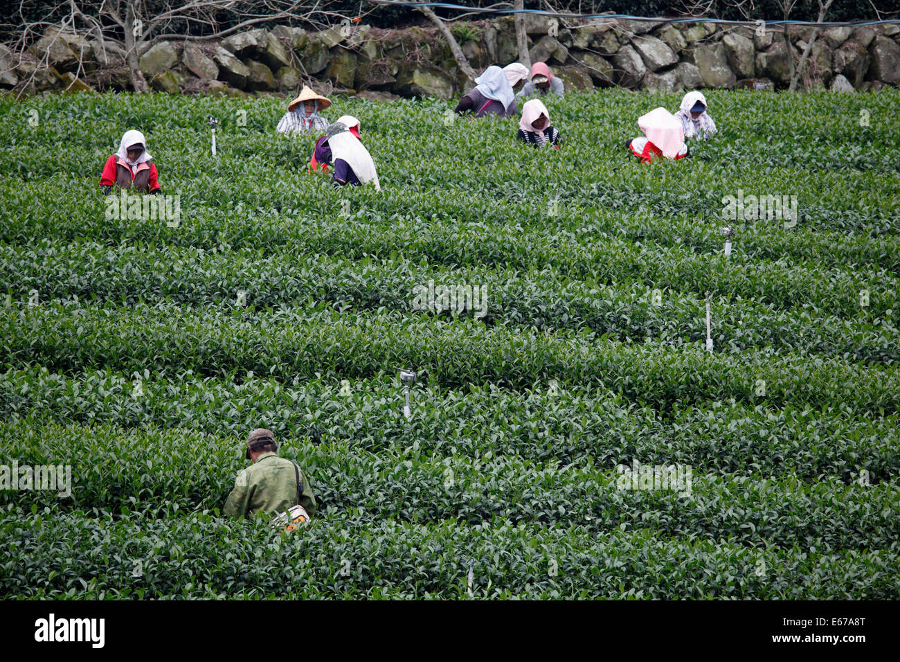 FARMERS WORK IN TEA FARM, ALISHAN, SOUTHERN TAIWAN Stock Photo - Alamy
