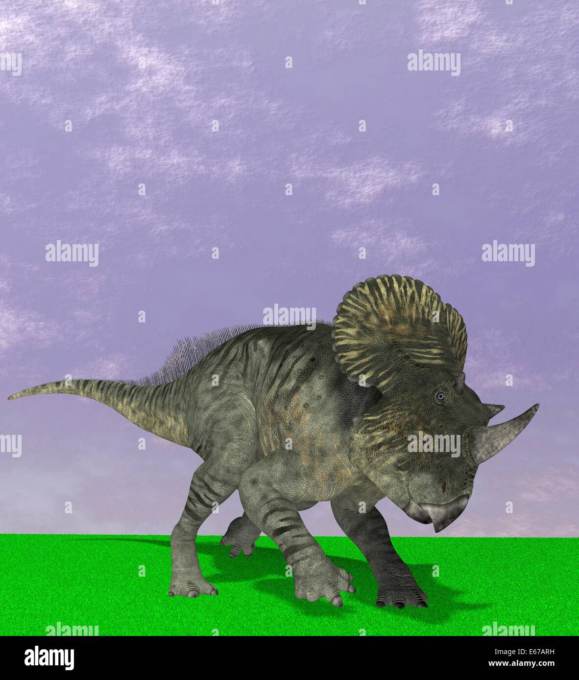 Brachyceratops Size