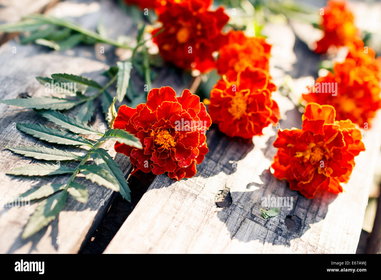 marigold flowers and leaves on wooden desks or table Stock Photo - Alamy