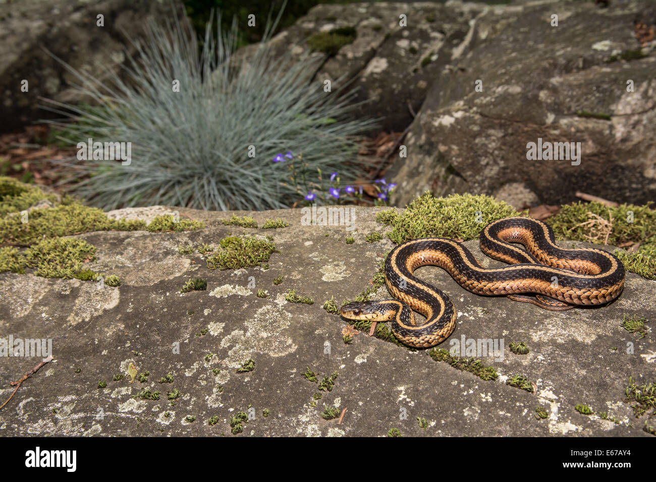 Common garter snake hi-res stock photography and images - Alamy Common garter snake hi-res stock photography and images - Alamy