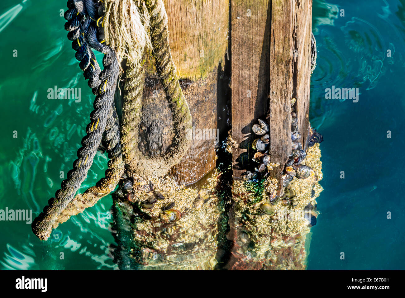 old rope hanging from wharf struts, emerald sea Eden Harbour, Eden ...