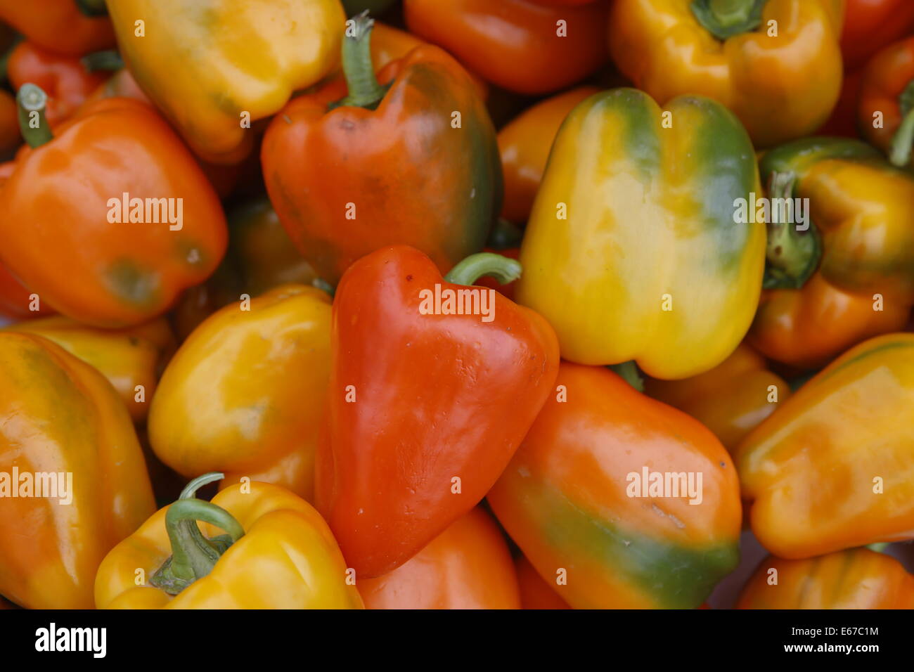 bloomington farmers market peppers Stock Photo - Alamy