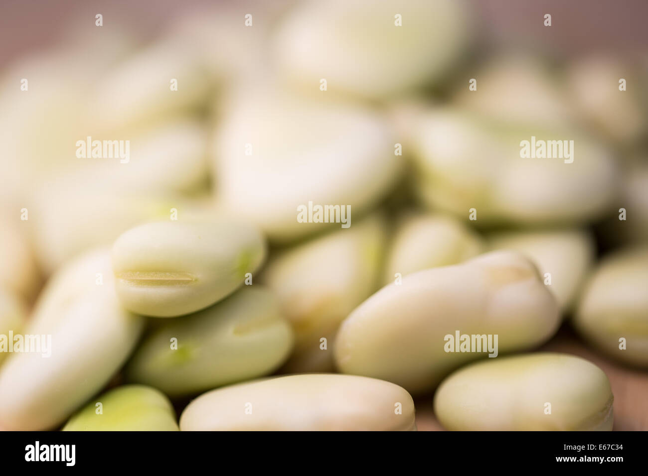 Broad neans, macro Stock Photo - Alamy