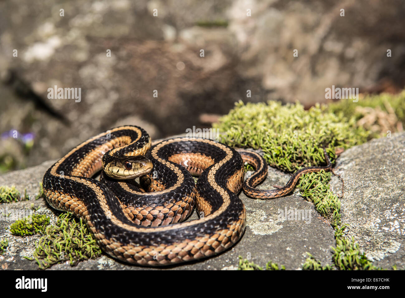 Eastern Garter Snake Stock Photo - Alamy Eastern Garter Snake Stock Photo - Alamy