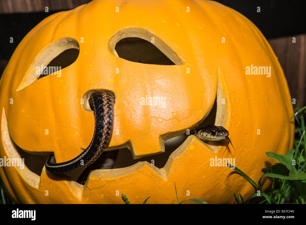Creepy Halloween Pumpkin Stock Photo - Alamy