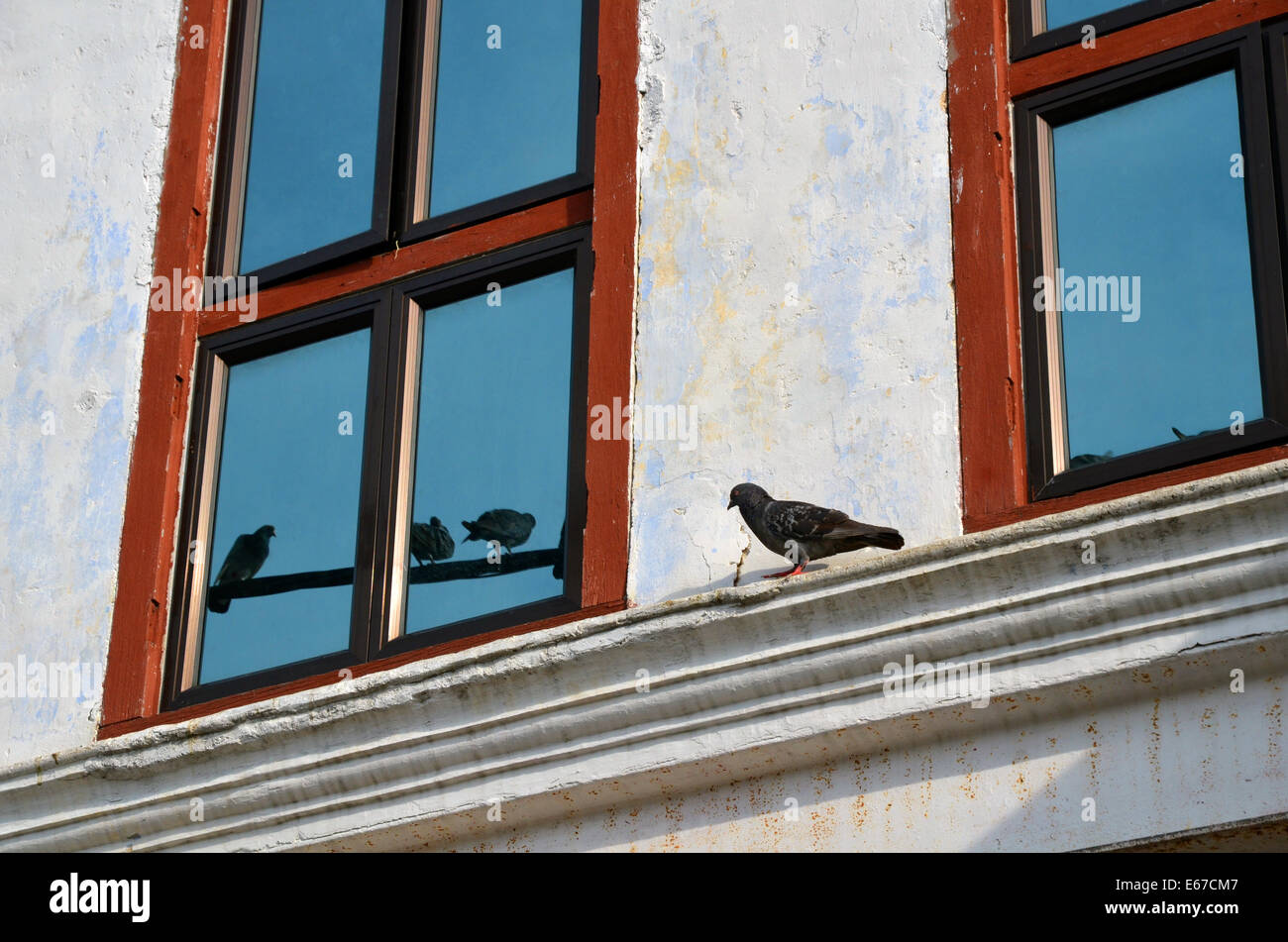 Pigeon on building ledge and reflections on window glass Stock Photo ...