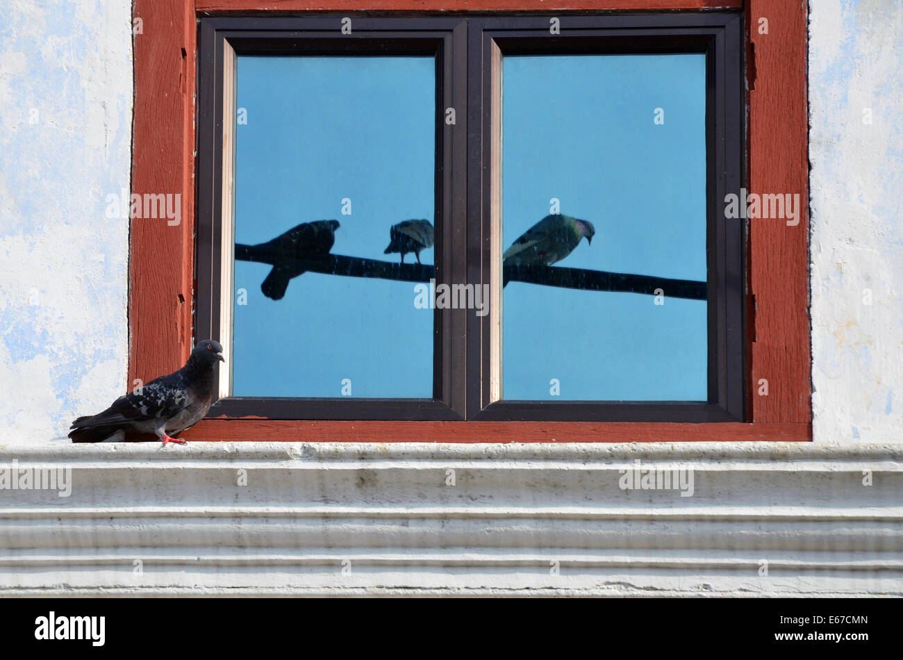 Pigeon on building ledge and reflections on window glass Stock Photo ...