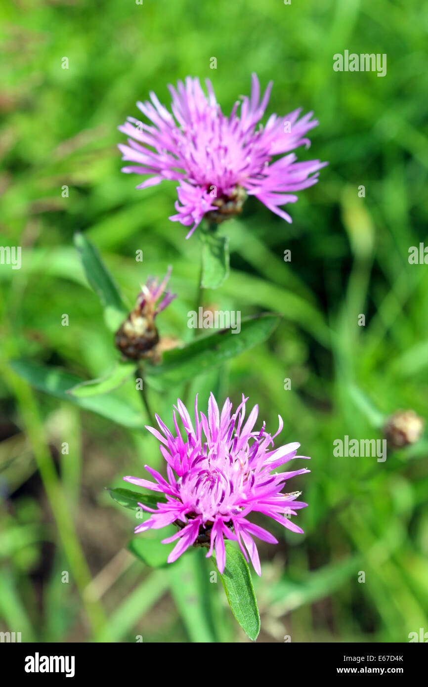 pair of pink beautiful flowers in the green grass Stock Photo - Alamy