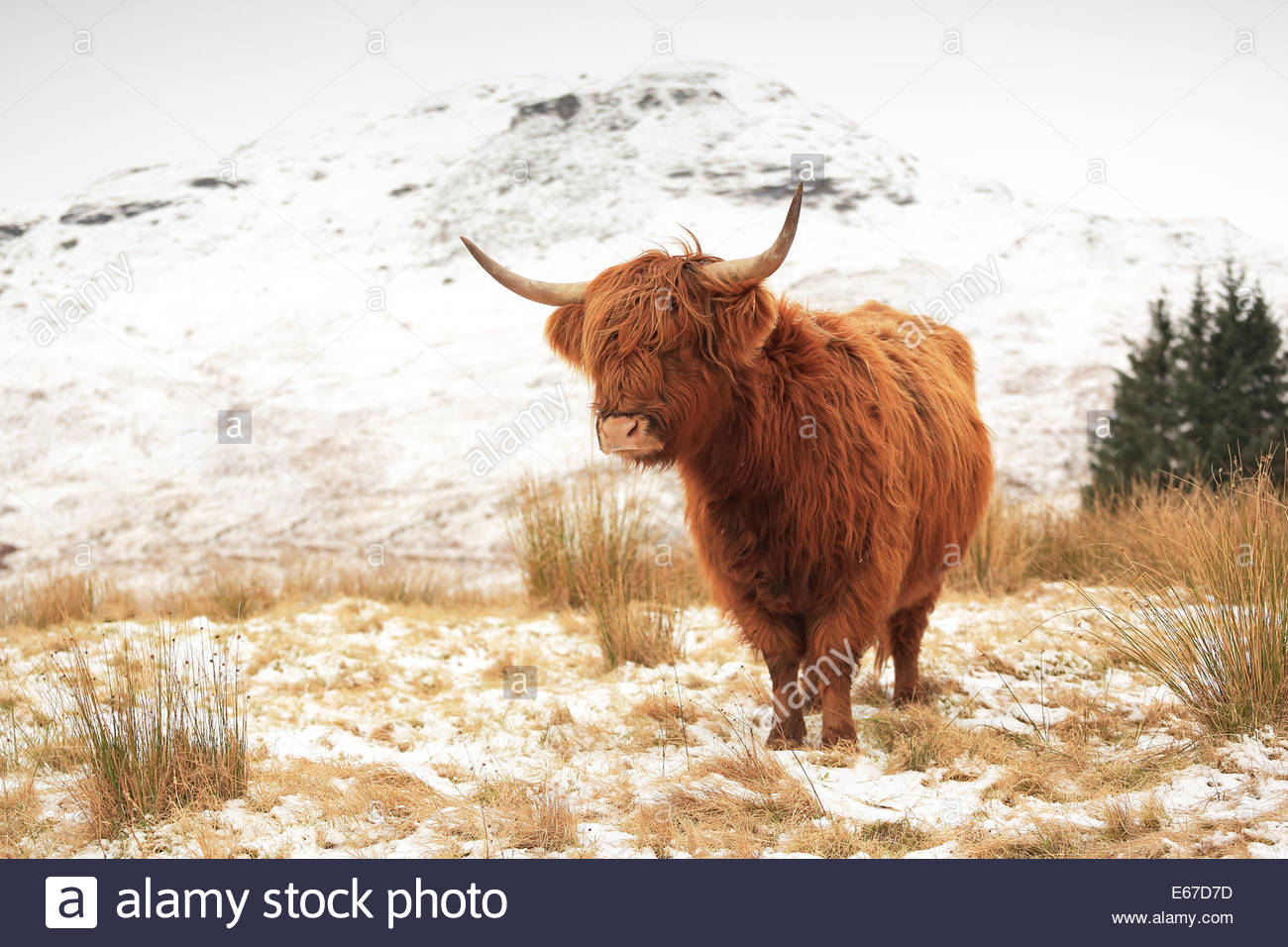 Highland Cattle Snow Stock Photos & Highland Cattle Snow Stock Images ...