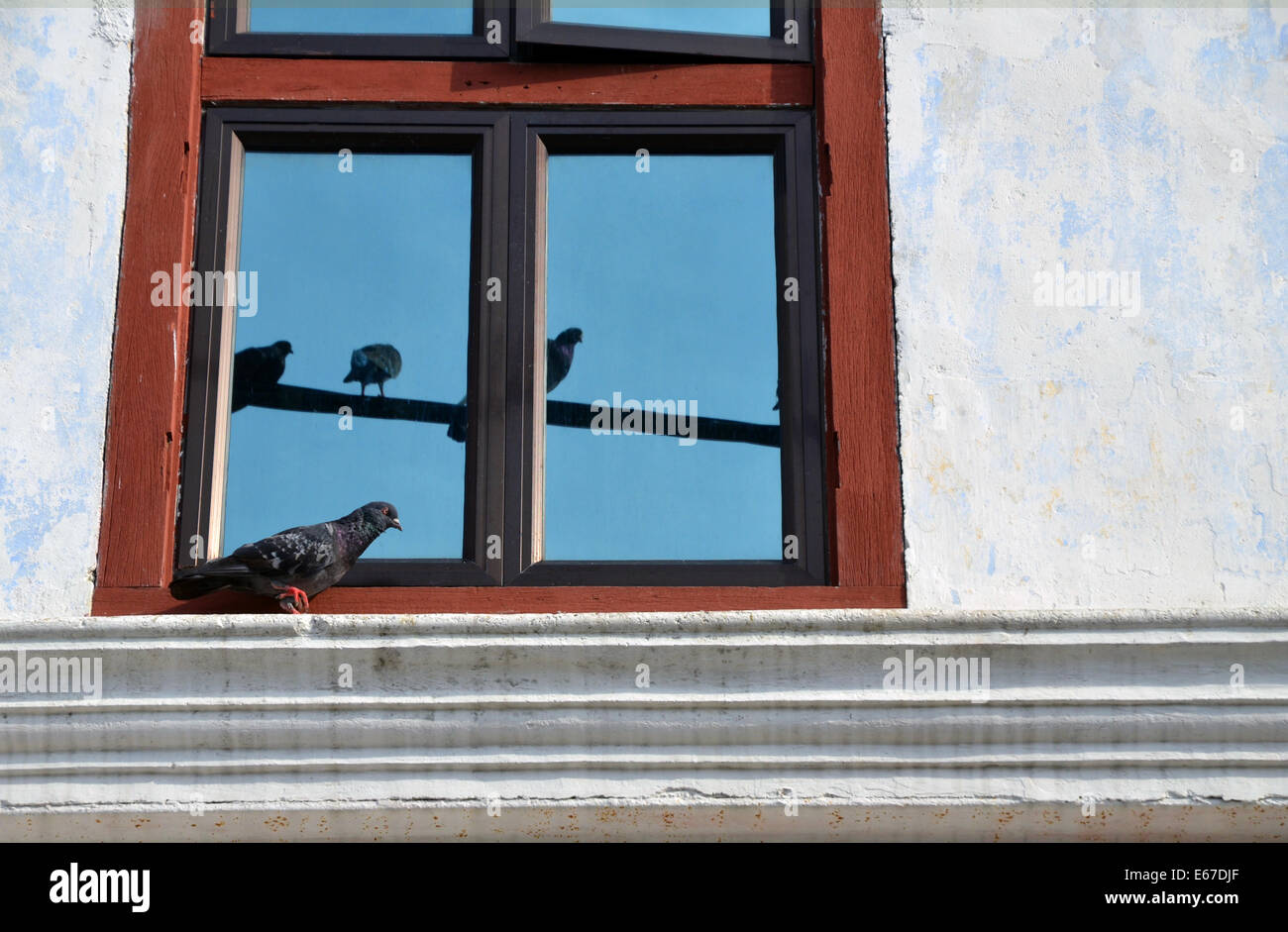 Pigeon walking on building ledge and reflections on window glass Stock ...