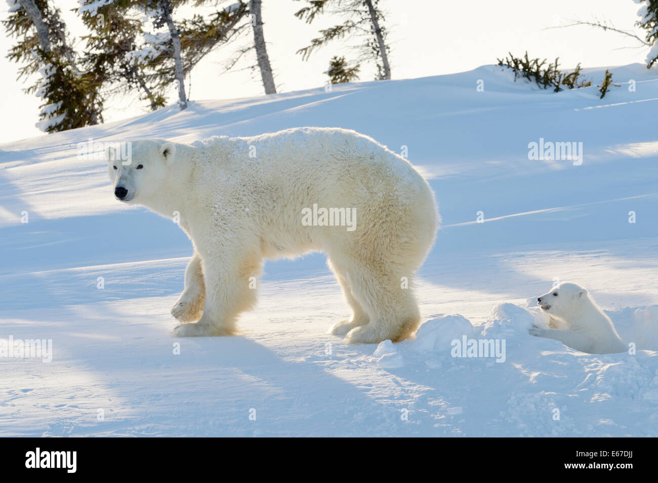 Bear birth hi-res stock photography and images - Alamy