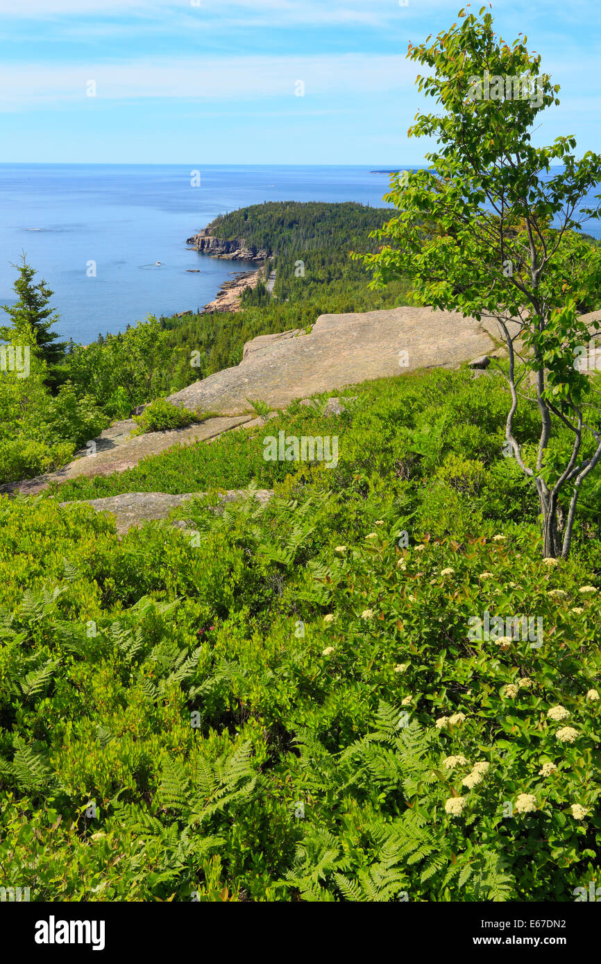 Otter Cliff seen from Gorham Mountain Trail, Acadia National Park ...