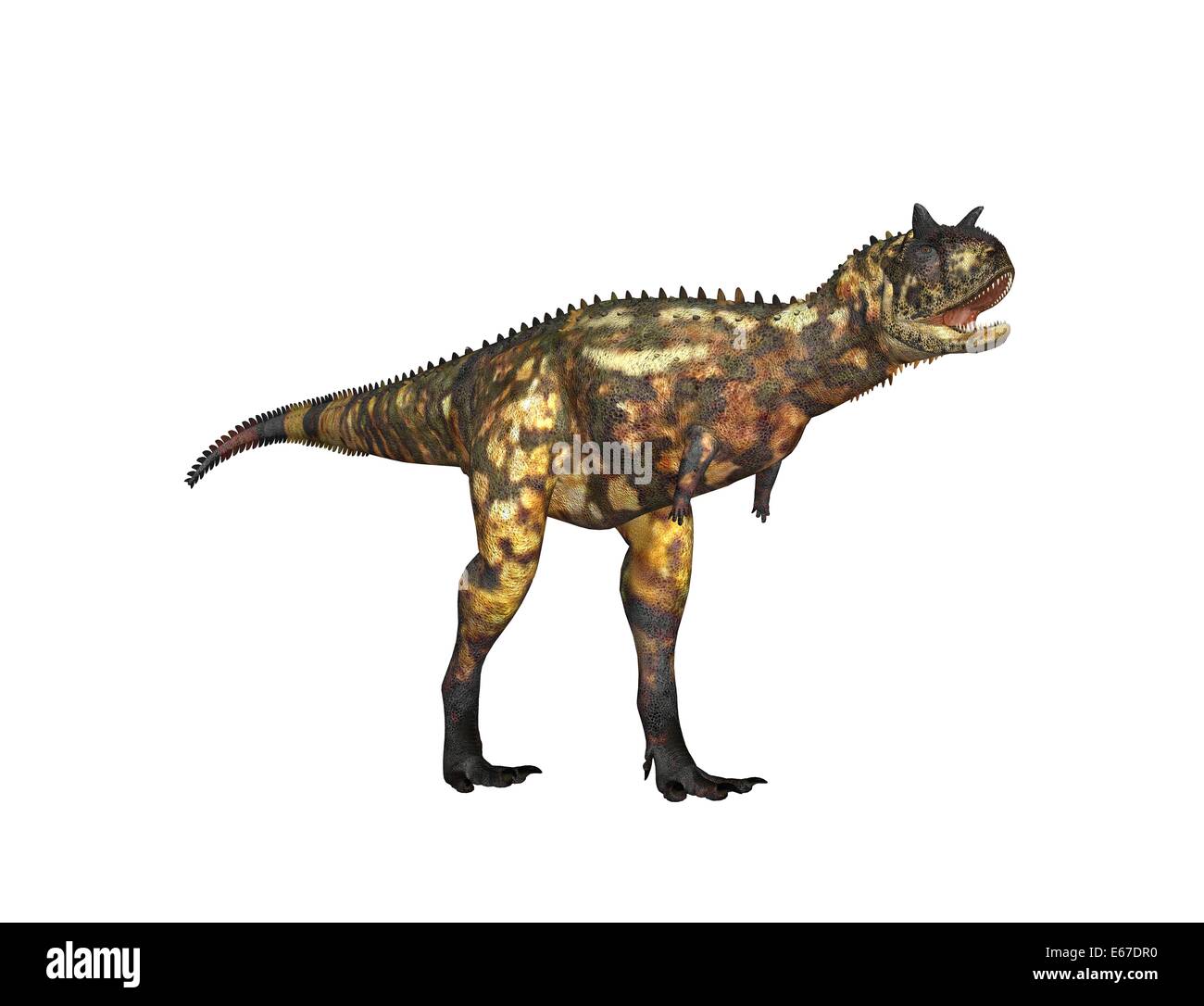 Dinosaurier Carnotaurus / dinosaur Carnotaurus Stock Photo - Alamy