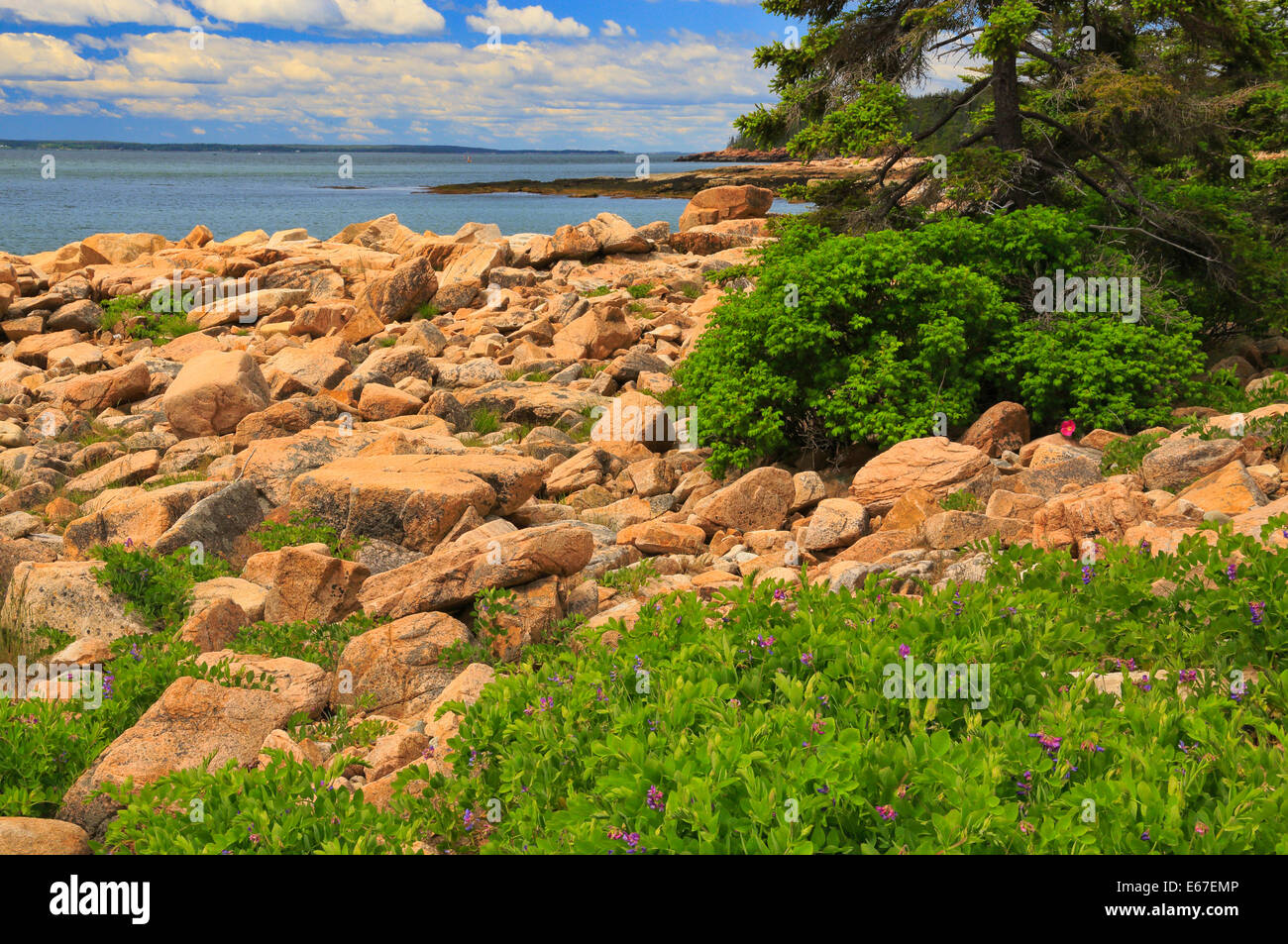 Beach Pea, Ship Harbor Trail, Acadia National Park, Maine, USA Stock ...