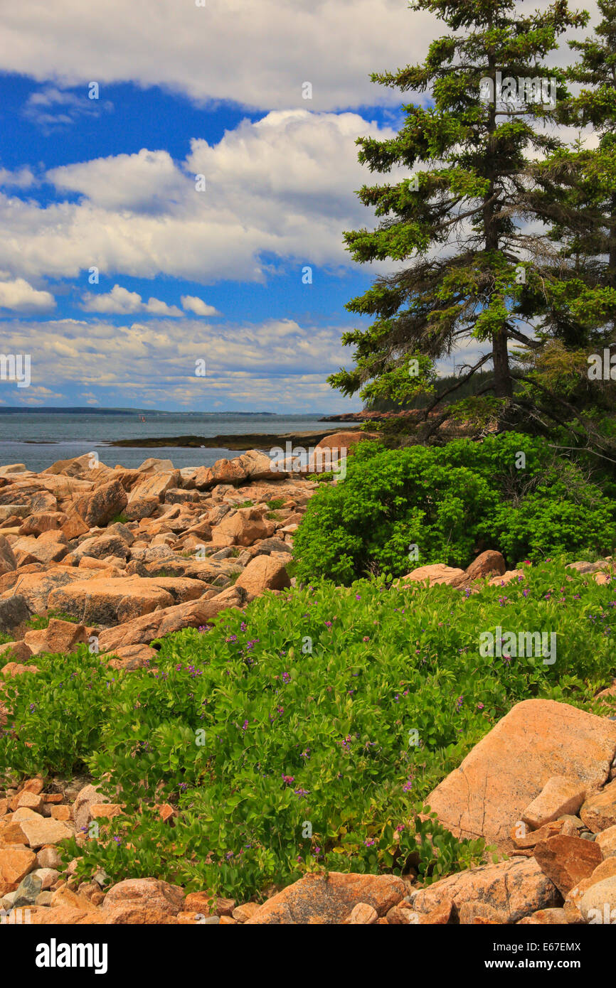 Beach Pea, Ship Harbor Trail, Acadia National Park, Maine, USA Stock ...